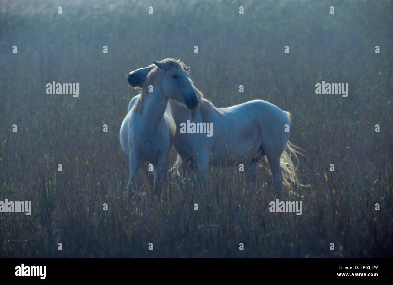 Odd toed hoofed mammals hi-res stock photography and images - Alamy