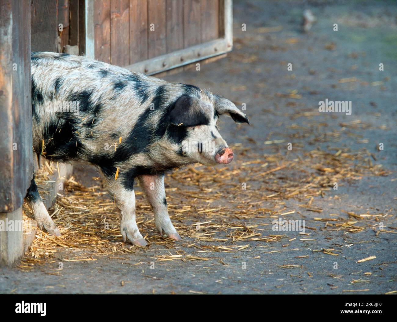 Turpolje pig coming out of the barn, Turpolje pig coming out of the ...