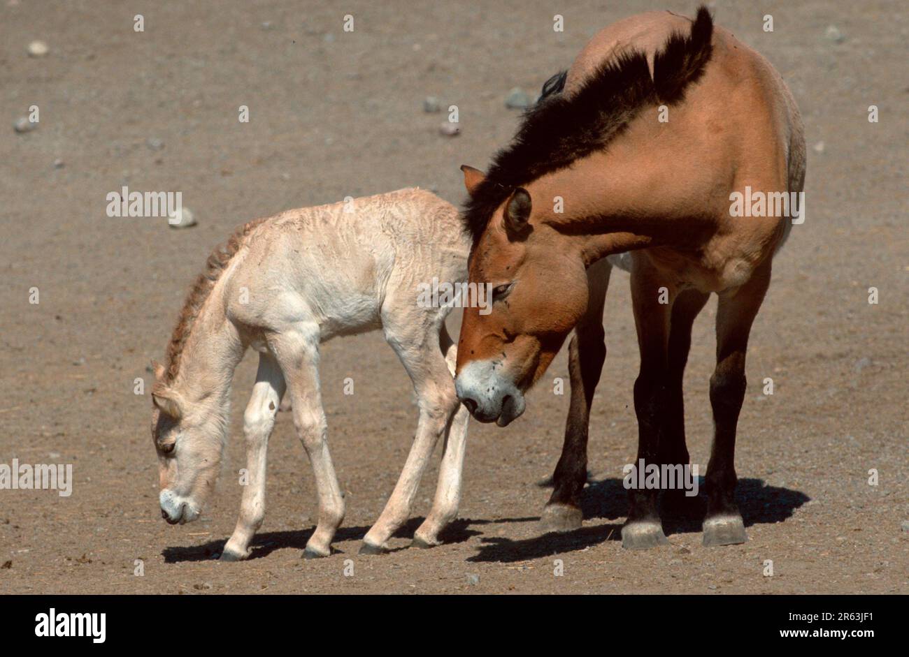 Przewalski's horses, mare and foal, Przewalski's Wild Horse, mare with ...