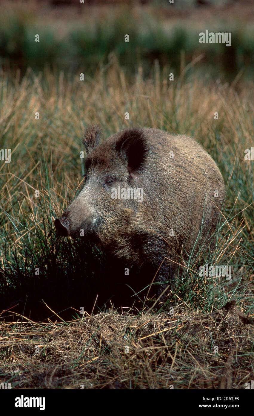Wild boar (Sus scrofa) (mammals) (ungulates) (cloven-hoofed animals ...