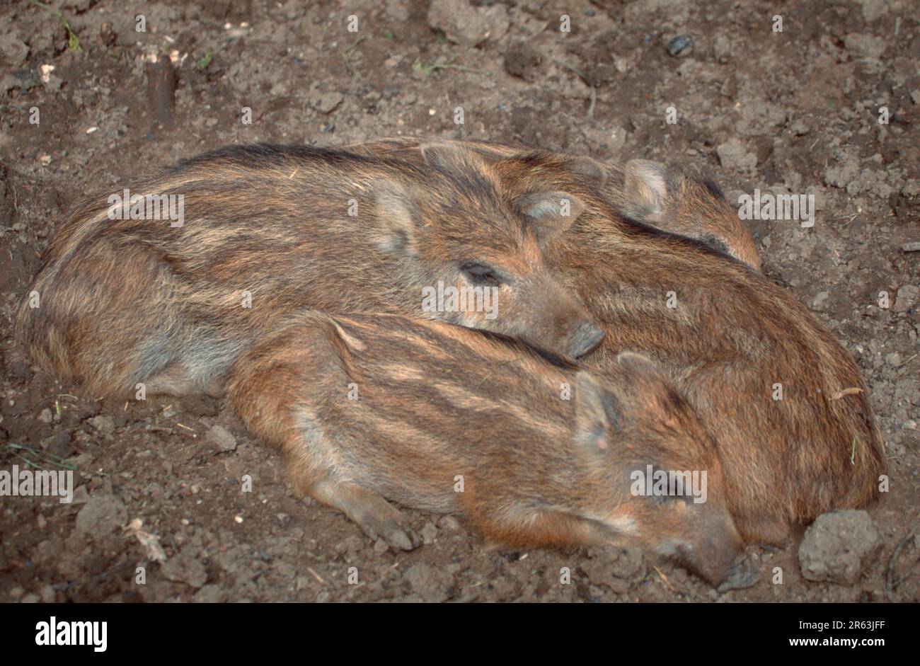 Wild boars (Sus scrofa), young boar (mammals) (ungulates) (cloven ...