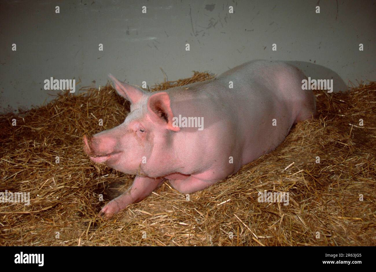 Pig,), e, resting in stable, domestic pig, Dutch country pig, resting ...