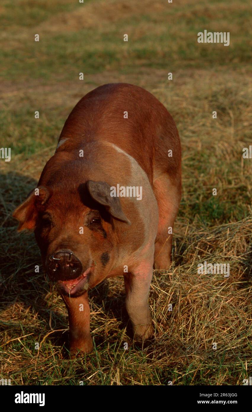 Pig on meadow, Hausschwein auf der Weide, [Europa, europe, Saeugetiere ...