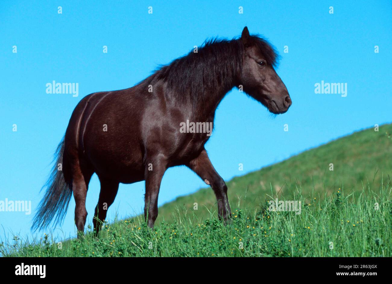 Pony (mammals) (domestic animal) (farm animal) (hoofed animals) (horses ...
