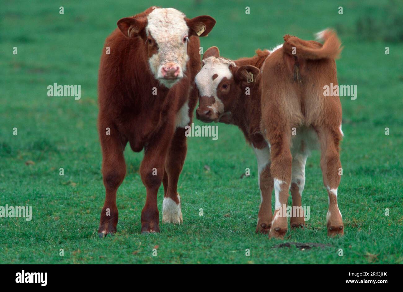 Cattle, outside, outdoor, frontal, from the front, from behind, meadow ...