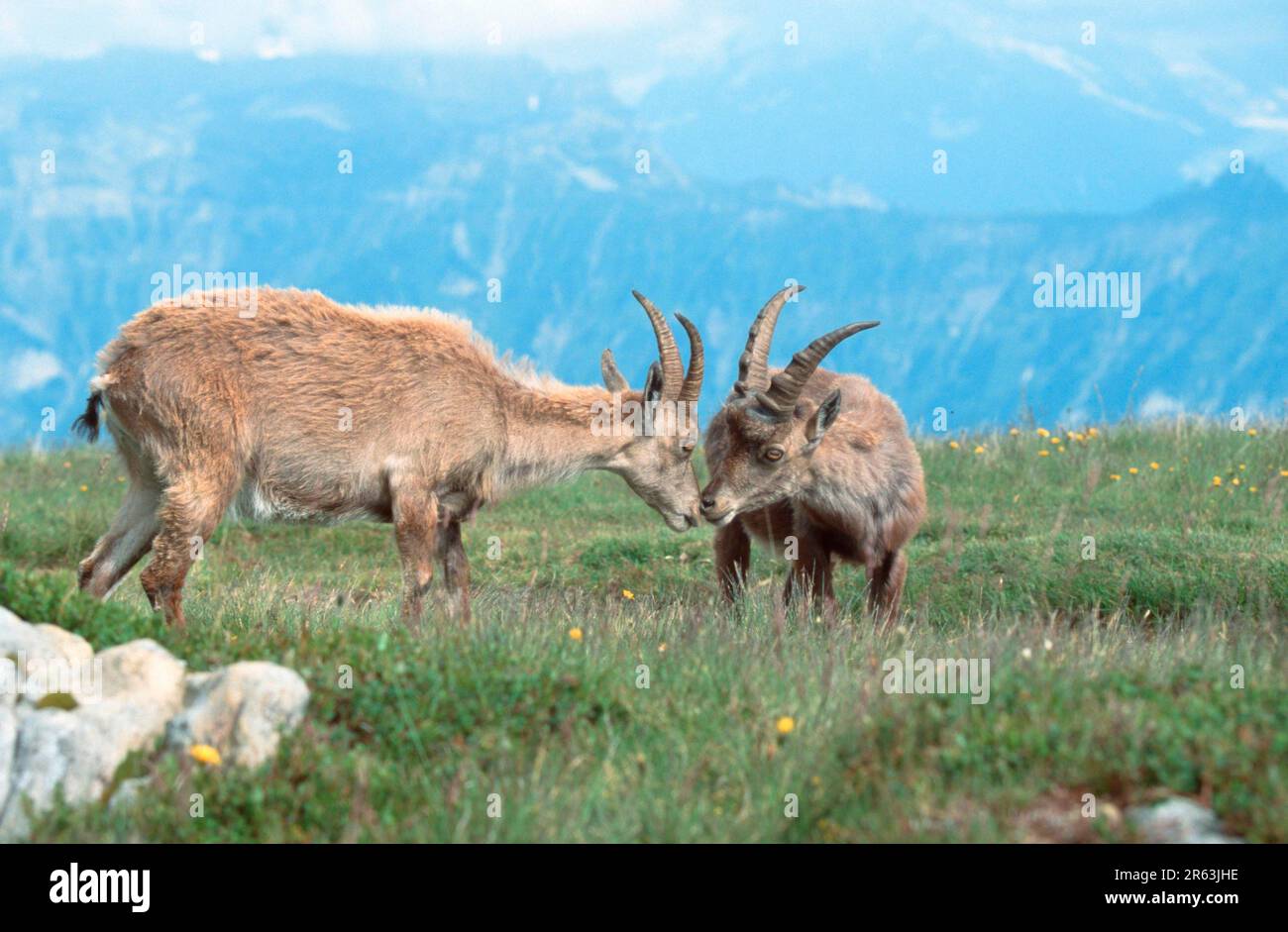 Alpine ibex (Capra ibex), ibexes, sniffing each other, Niederhorn ...