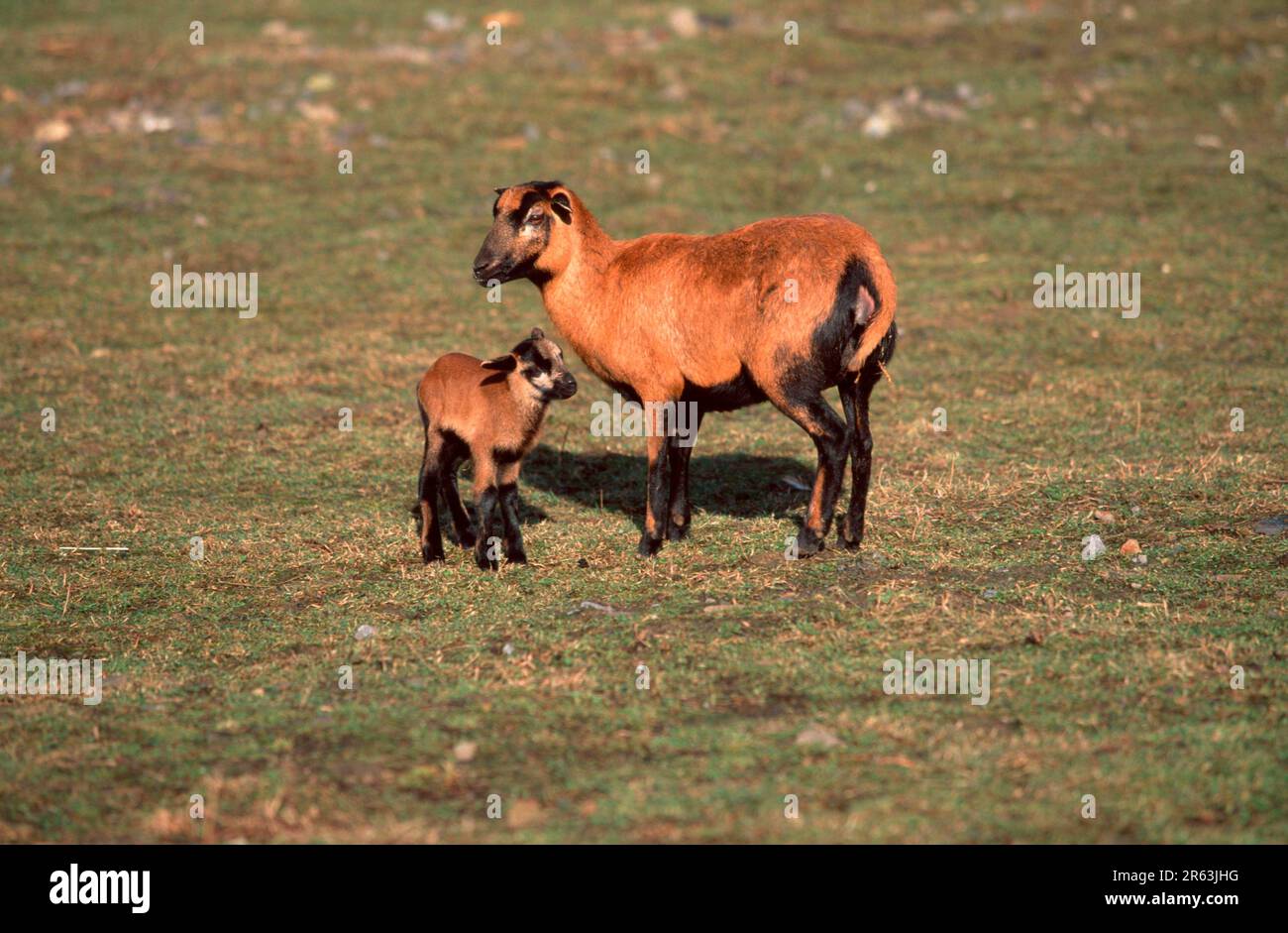 Cameroon sheep with lamb (mammals) (domestic animal) (farm animal ...