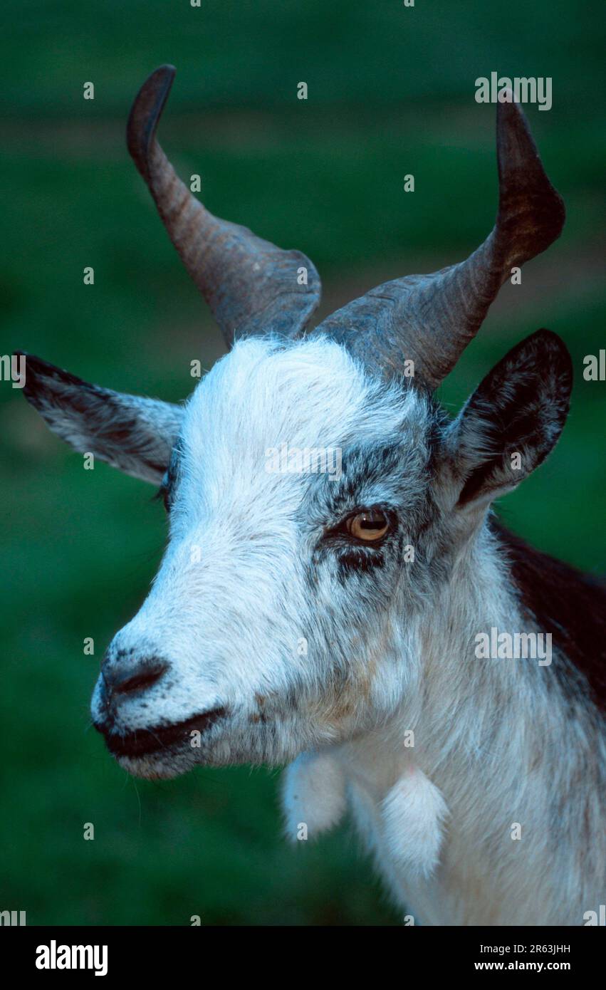 Girgentana goat, female, Girgentana goat, female, domestic goat, goats ...
