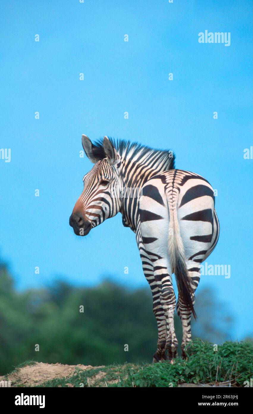 Hartmann's Mountain Zebra (Equus zebra hartmannae), stallion, hartmann ...