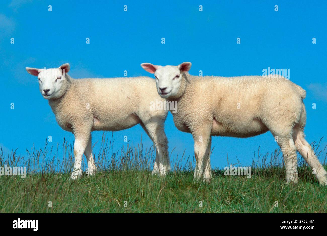 Texelschafe, Jungtiere, Texelsheep, [Saeugetiere, mammals, Huftiere ...