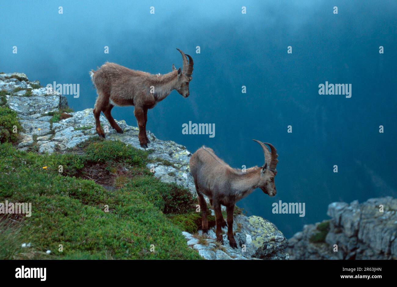 Alpine ibex (Capra ibex), Europe, mammals, mammals, ungulates (cloven ...