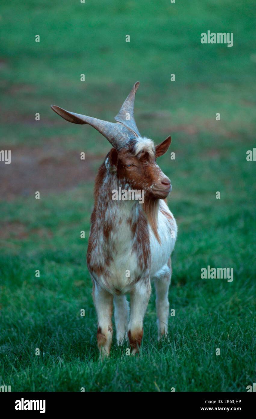 Girgentana goat, goat, Girgentana goat, male, billy goat, domestic goat ...