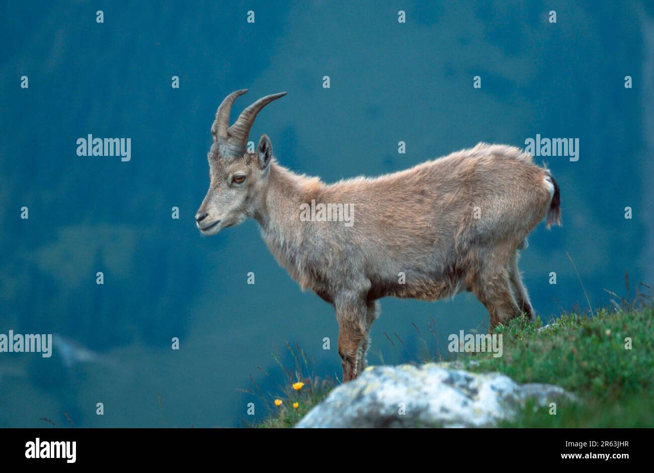 Alpine Ibex (Capra ibex), female, Switzerland, Alpensteinbock, weiblich ...