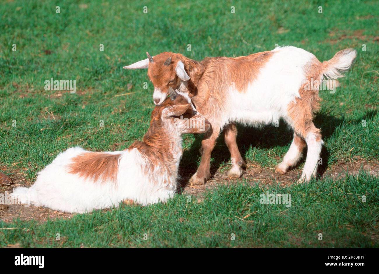 Girgentana Goats, Fawns, Girgentana Goats, Kids, Domestic Goat, Goats, Goat Stock Photo - Alamy