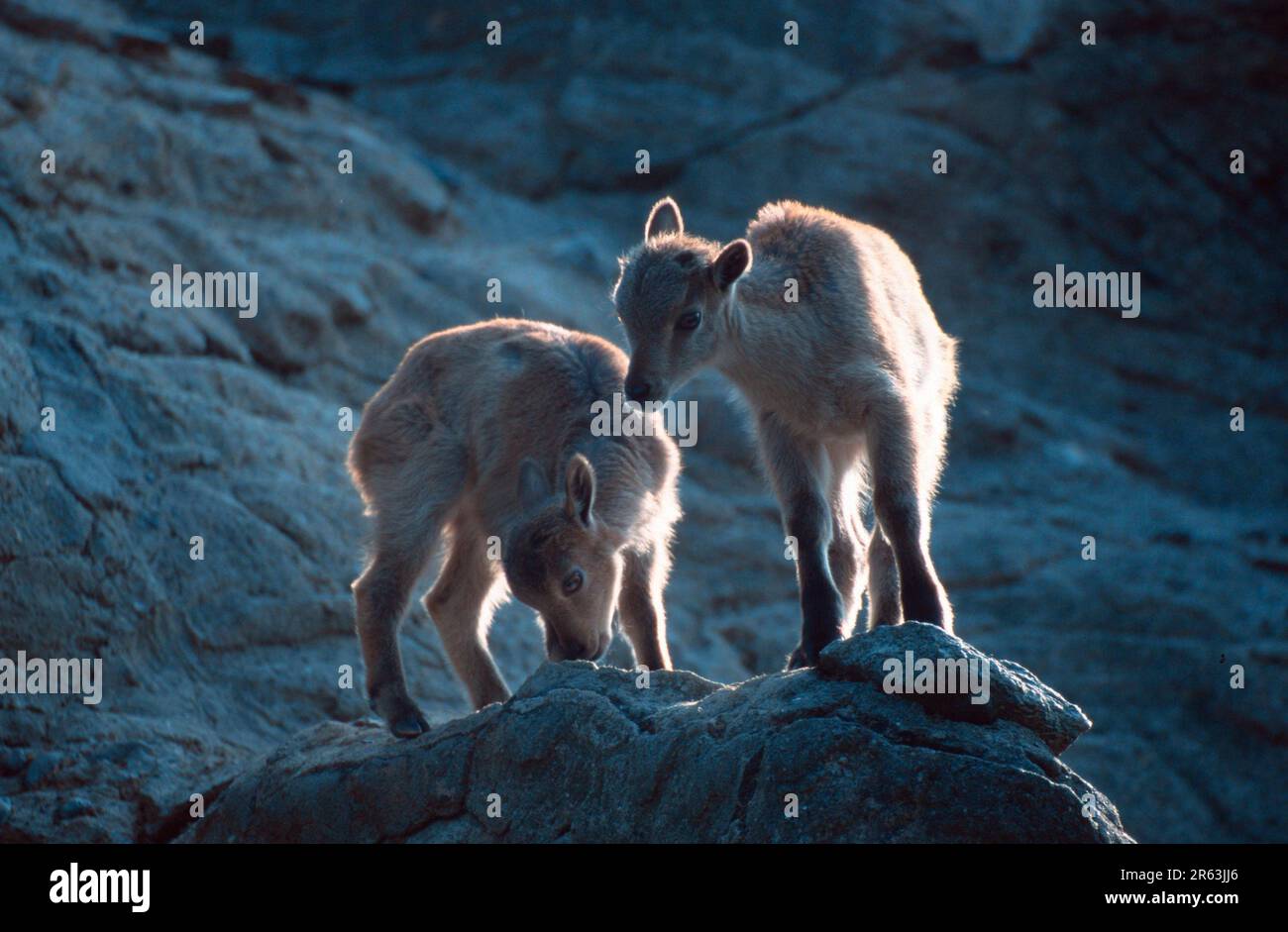 Himalayan Thar, young (Hemitragus jemalahicus), Himalayan Thar, youngs ...