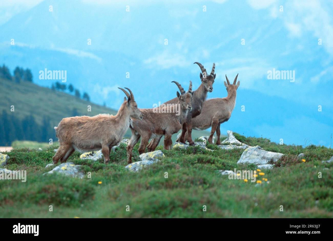 Alpine Ibex (Capra ibex), group, Switzerland, Alpensteinbock, Rudel ...