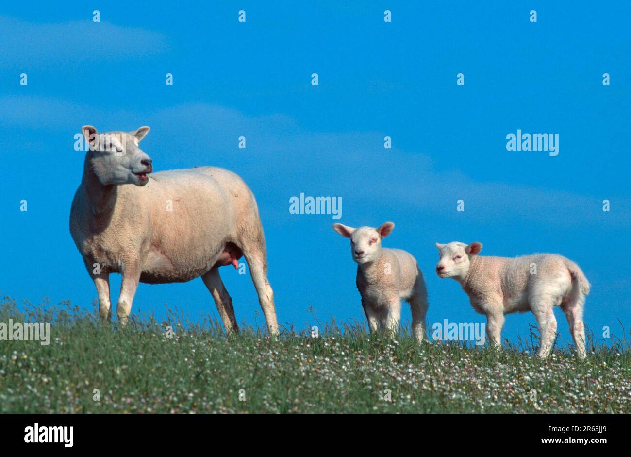Texel sheep with lambs (mammals) (domestic animal) (farm animal ...
