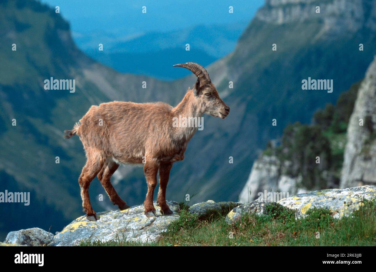 Alpine ibex (Capra ibex) (), female () (alps) (Europe) (mountains ...