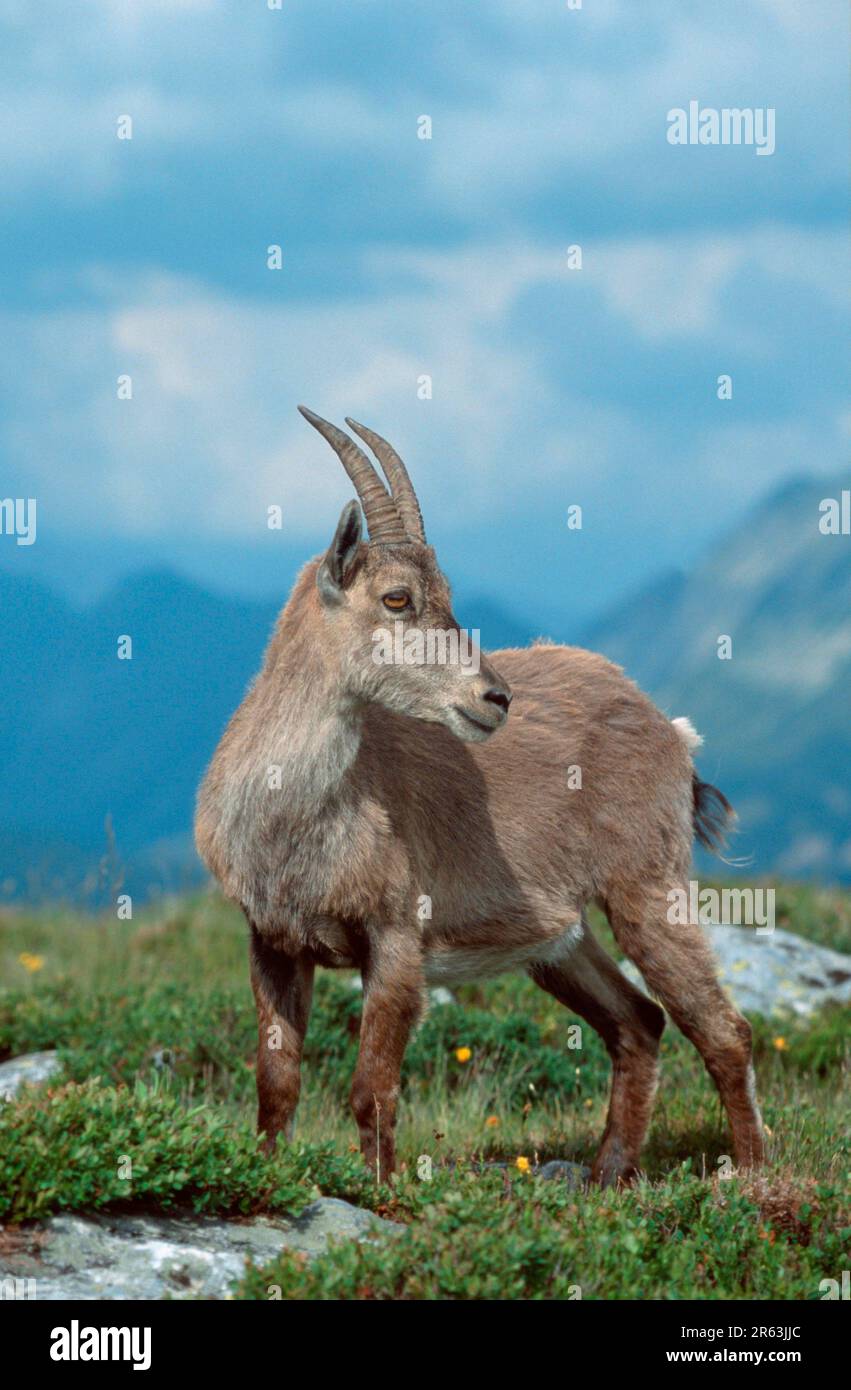 Alpine ibex (Capra ibex) (), female (mammals) (mammals) (cloven-hoofed ...