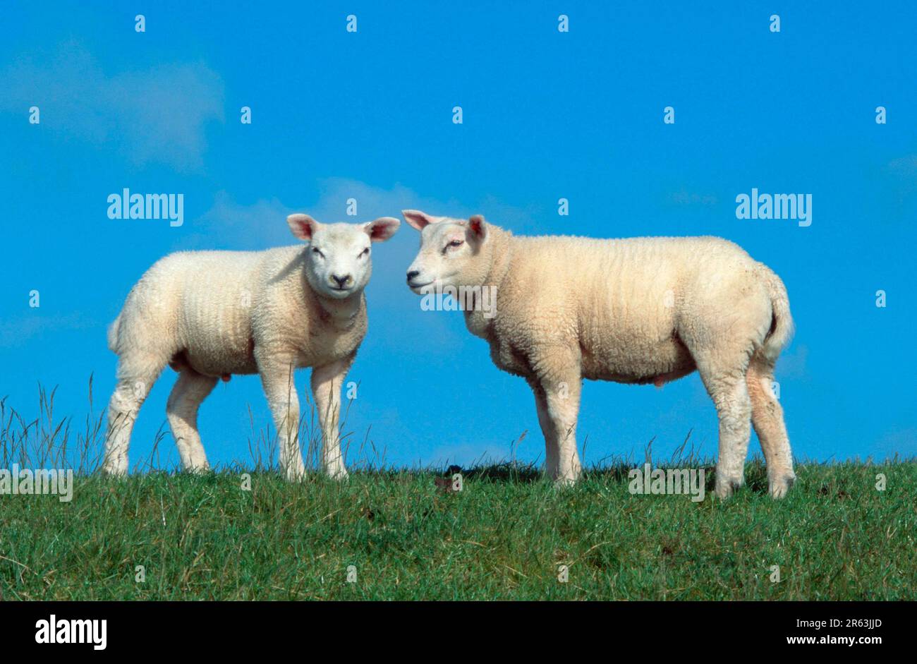 Texelschafe, Laemmer, Texel Sheep, lambs, [Niederlande, Netherlands ...