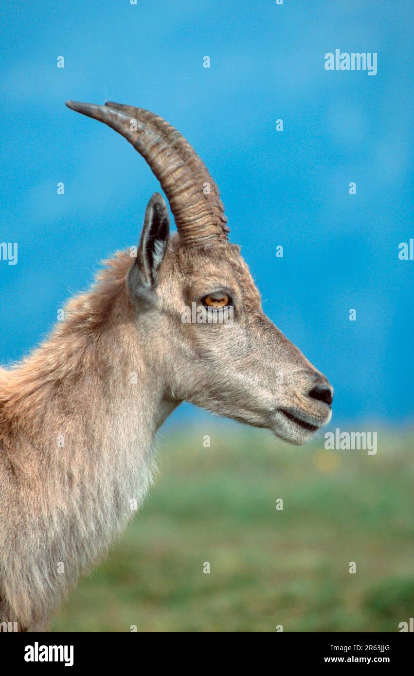 Alpine ibex (Capra ibex), female, Niederhorn (mammals) (ungulates ...