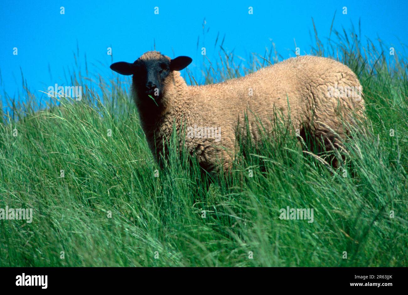 Sheep, Schwarzkoepfiges Fleischschaf, [schwarzkoepfiges, animals ...