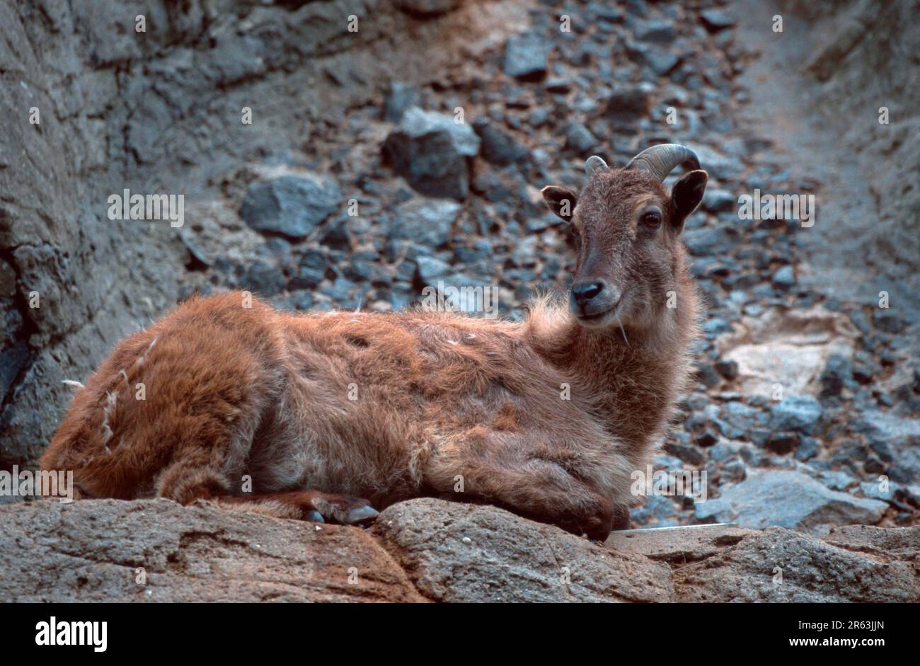 Himalayan Thar, female, resting (Hemitragus jemalahicus), Himalayan ...