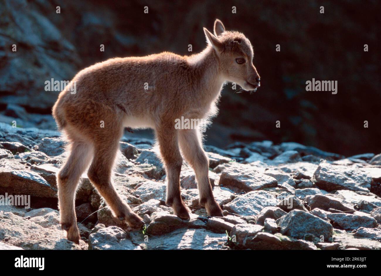 Himalayan Thar, young (Hemitragus jemalahicus), goatling Stock Photo ...