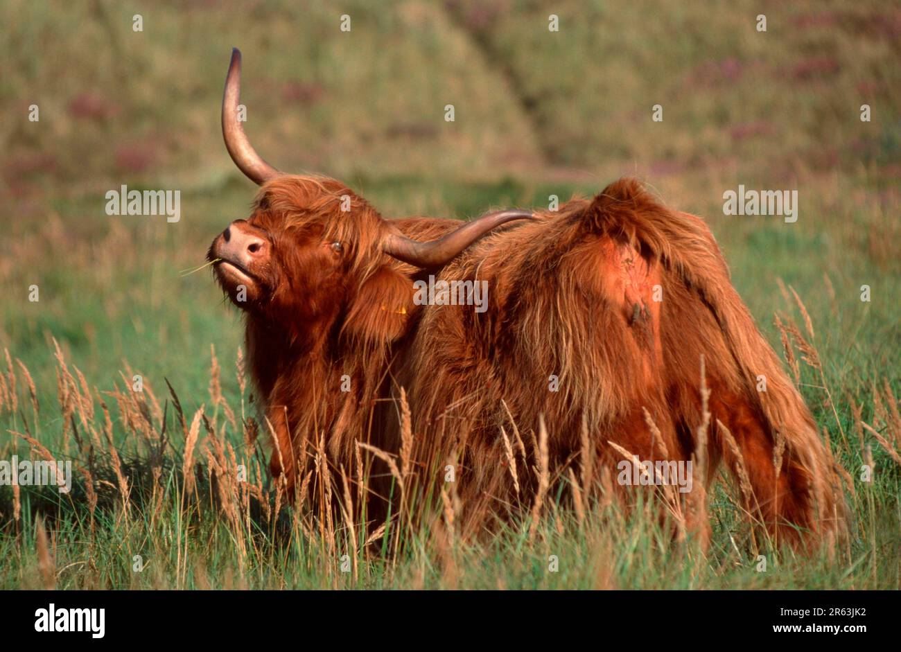 Scottish Highland Cattle, scratching with horn, Scottish Highland ...