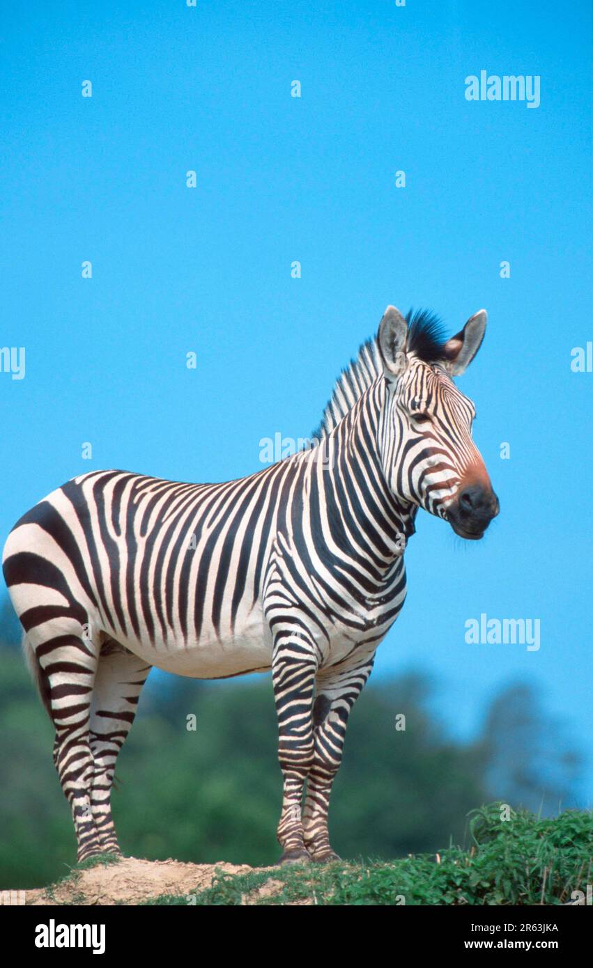Hartmann's Mountain Zebra (Equus zebra hartmannae), stallion, hartmann ...