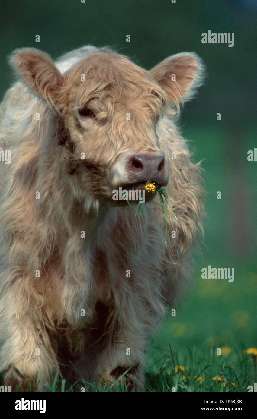 Young cattle, Galloway X Charollais (mammals) (domestic animal) (farm ...