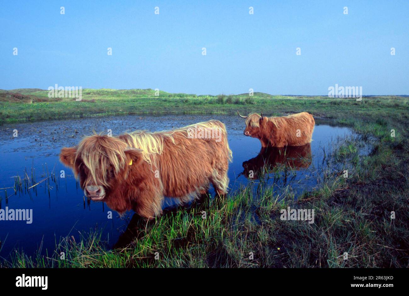 Scottish Highland Cattle, cow with calf, standing in pond, cow and calf ...