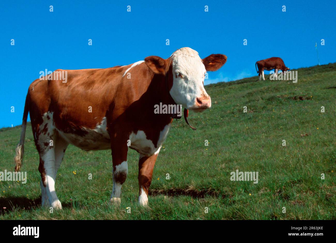 Domestic cattle on alpine pasture, Switzerland, Cow, cows Stock Photo ...