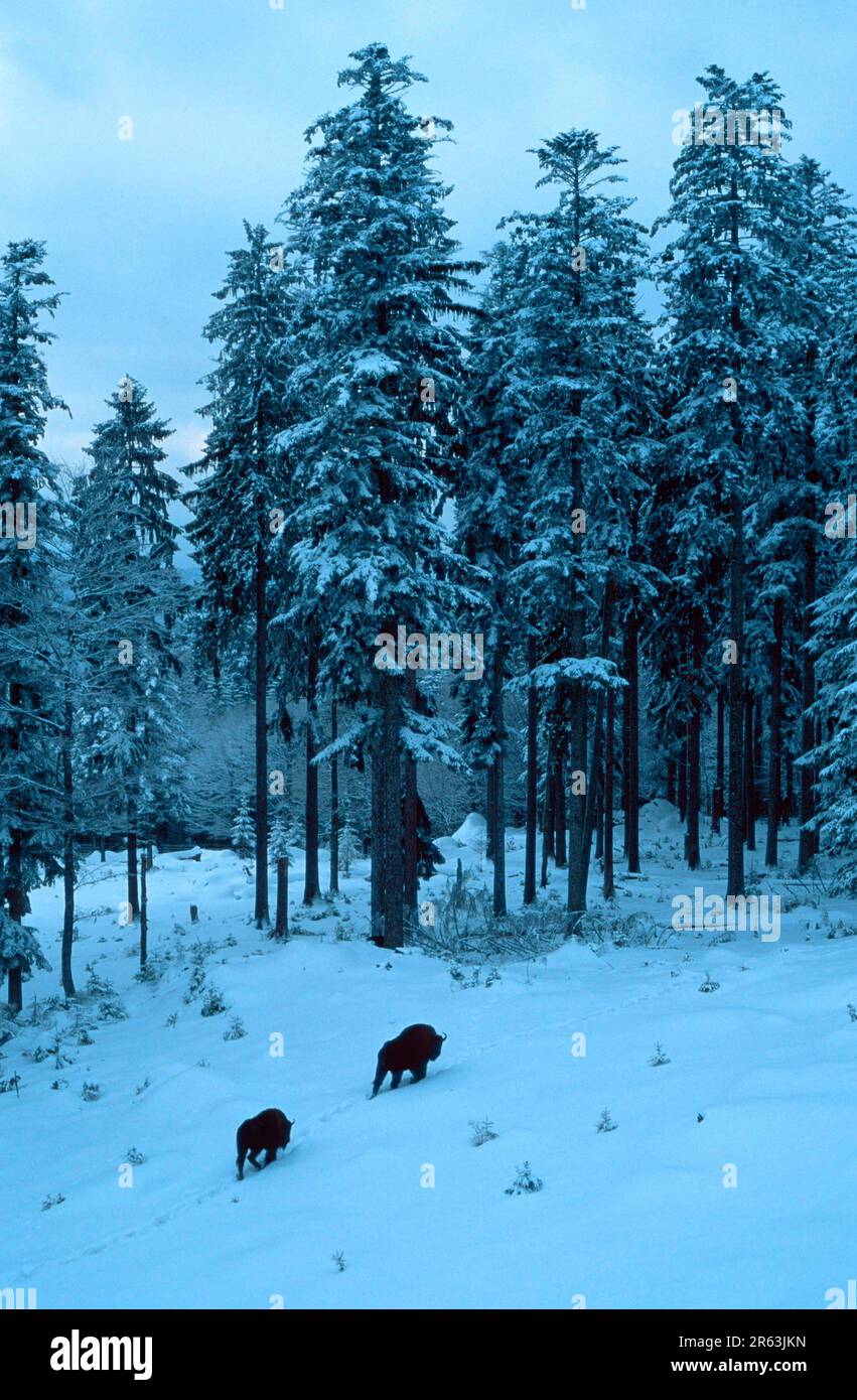 European european bisons (Bison bonasus) in the winter forest, bison in ...