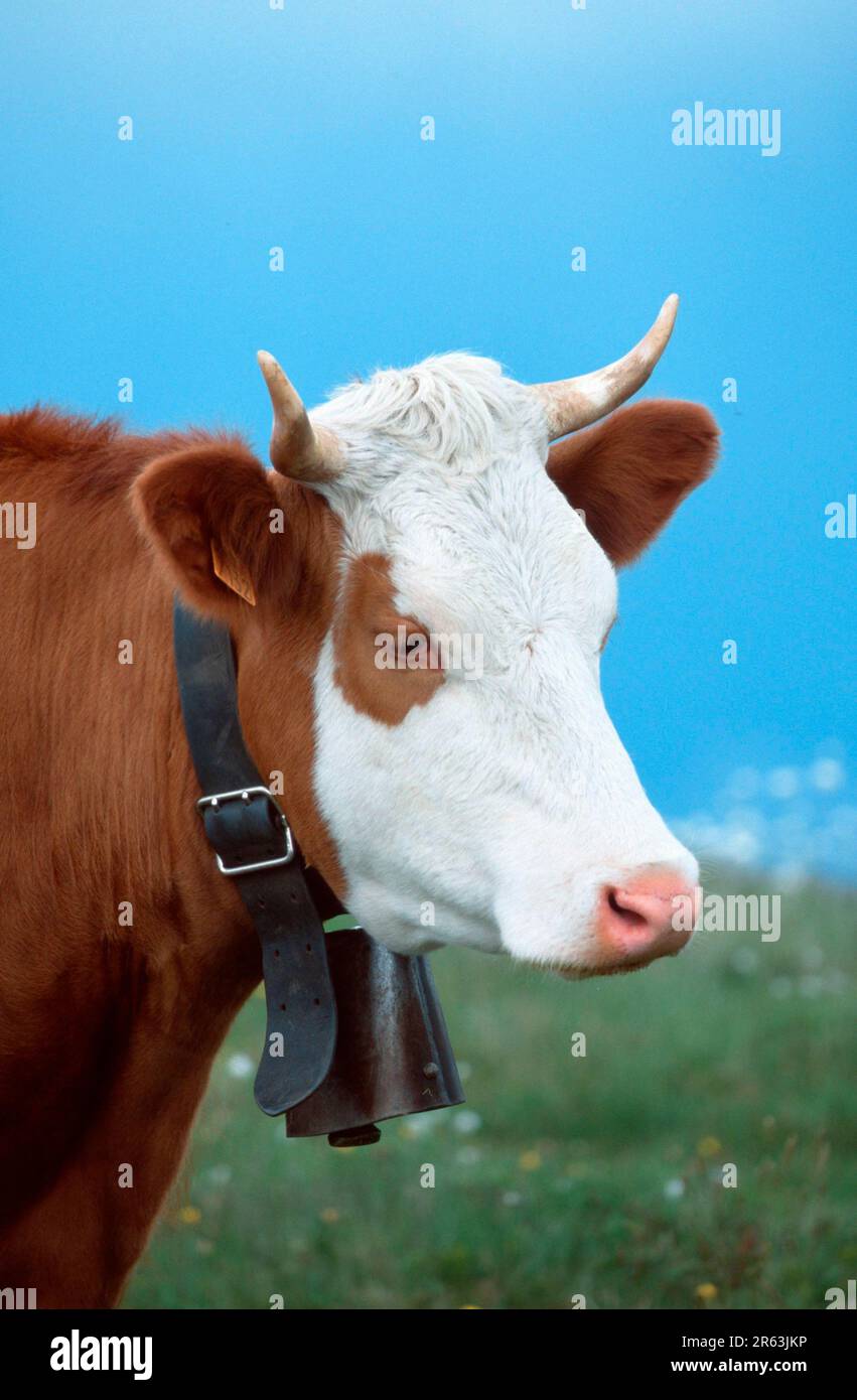 Domestic cattle with cowbell (Europe) (mammals) (mammal animals ...