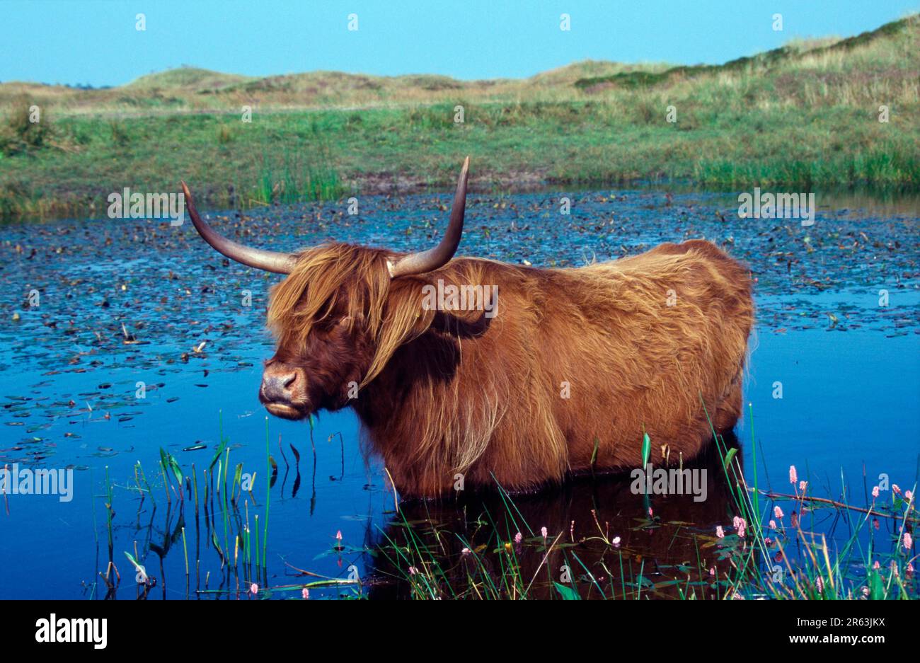 Scottish Highland Cattle, standing in the pond Stock Photo - Alamy