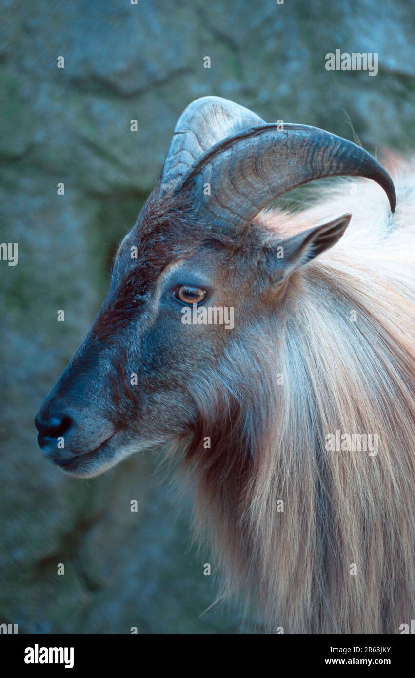 Himalaya-Thar, maennlich (Hemitragus jemalahicus), Himalayan Thar, male ...