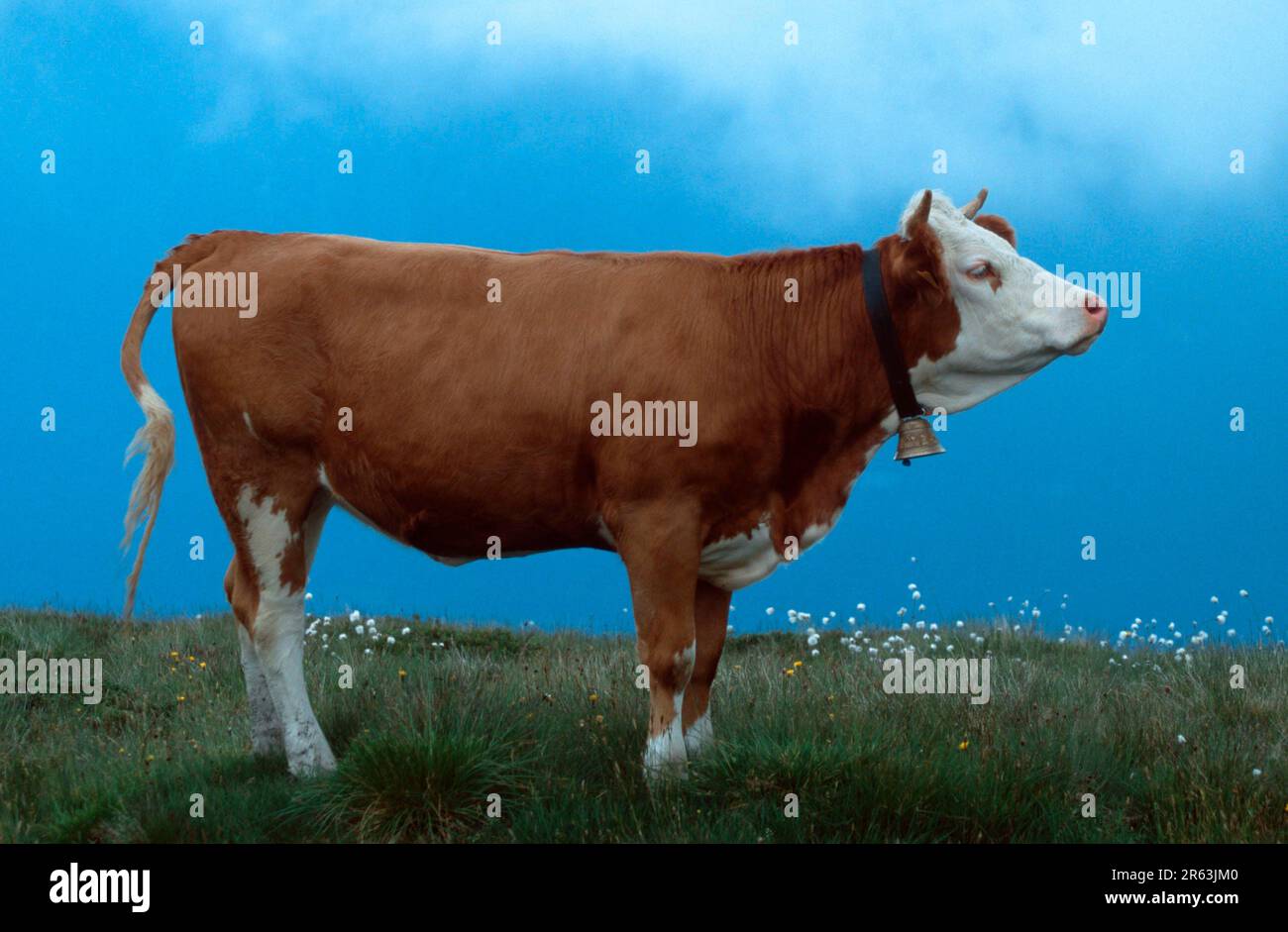 Domestic cattle with cowbell, on alpine pasture (mammals) (mammal ...