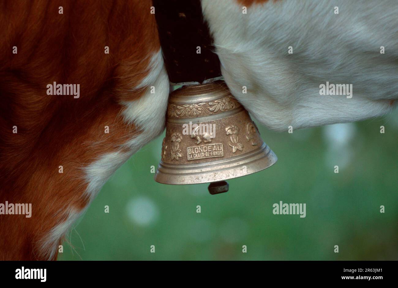Cowbell (mammals) (domestic animal) (farm animal) (domestic) (ungulates ...