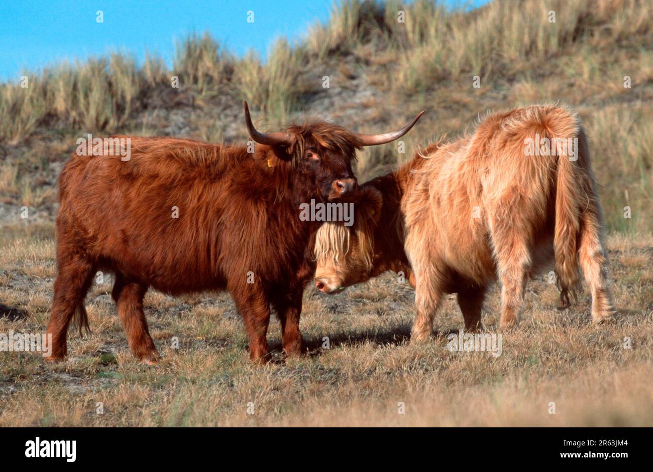 Scottish Highland Cattle, female, cows (Scotland) (Scotland) (Europe ...