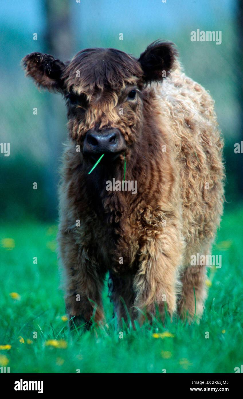 Young Cattle, Galloway X Charollais, Junges Rind, [Saeugetiere, mammals ...