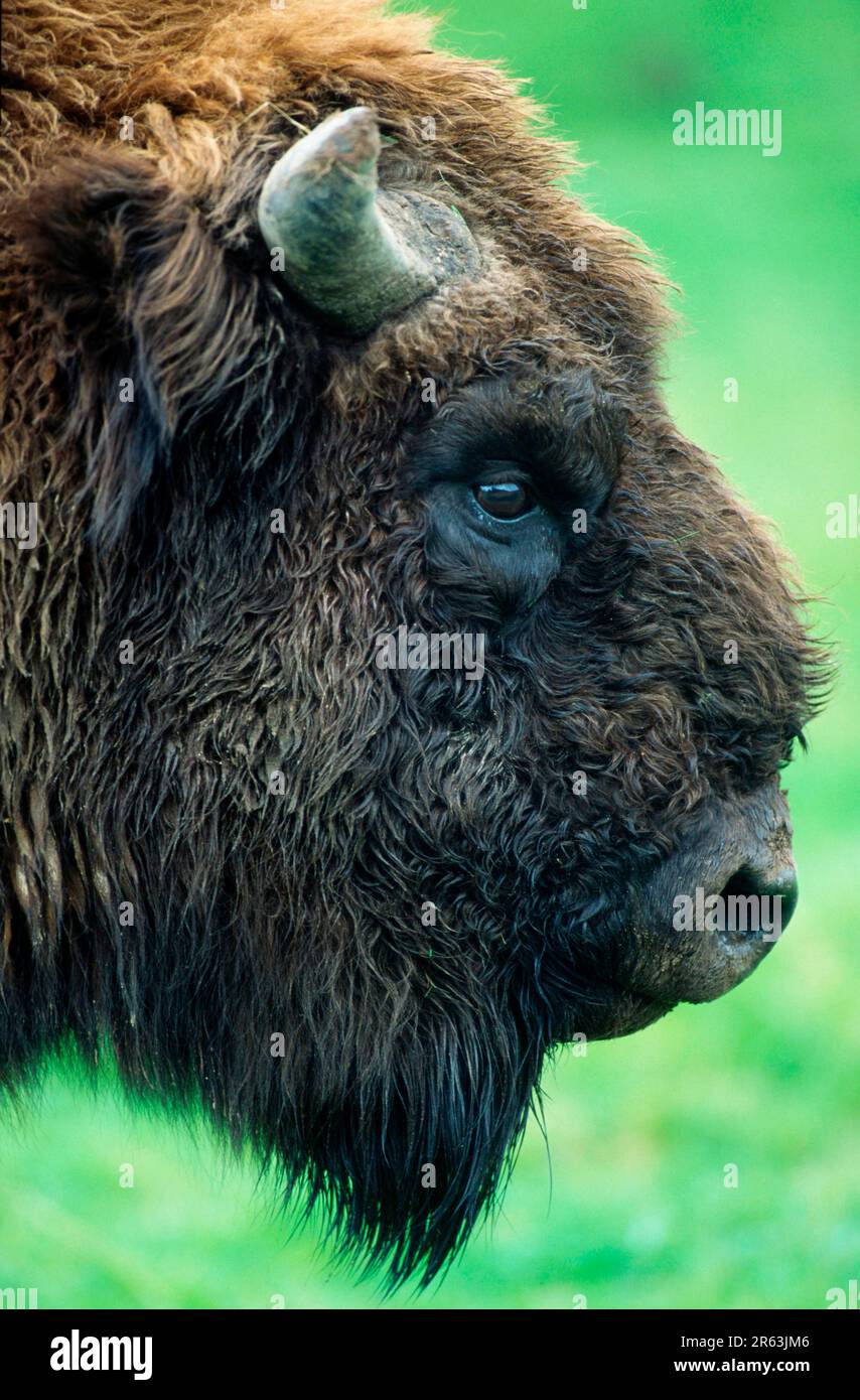 European Bison (Bison bonasus), Wisent, [Europa, europe, Saeugetiere ...