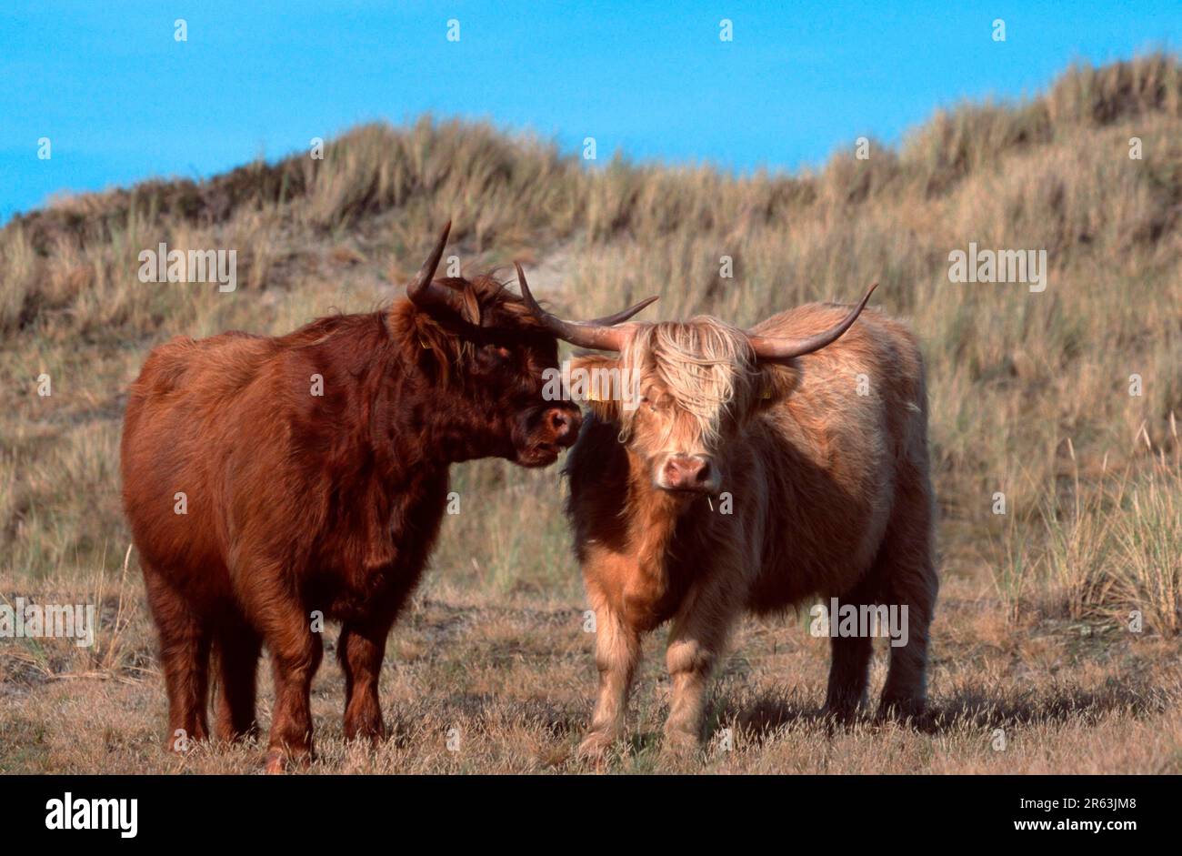 Scottish Highland Cattle, female, cows (mammals) (domestic) (farm ...
