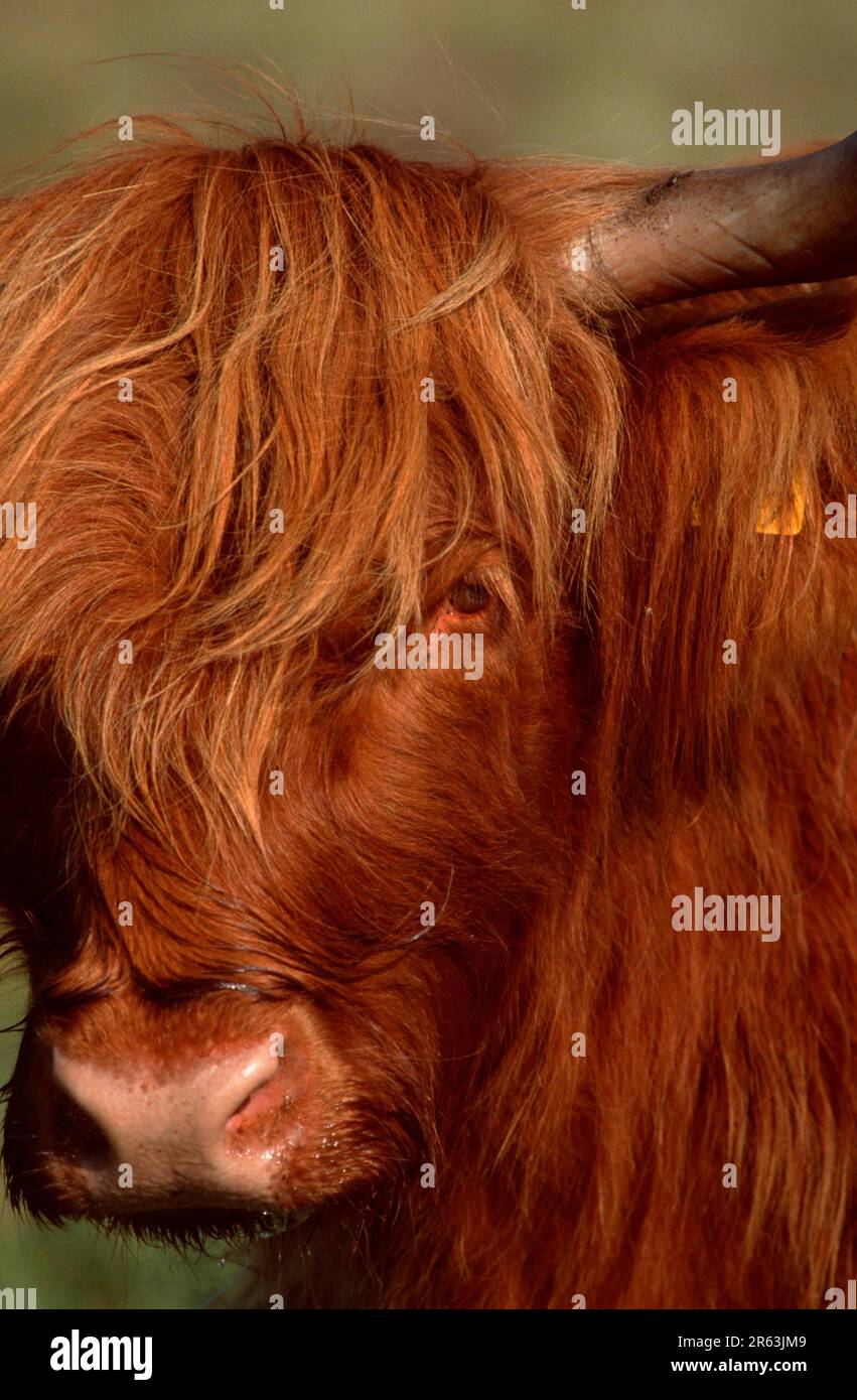 Scottish Highland Cattle, Schottisches Hochlandrind, [Saeugetiere ...