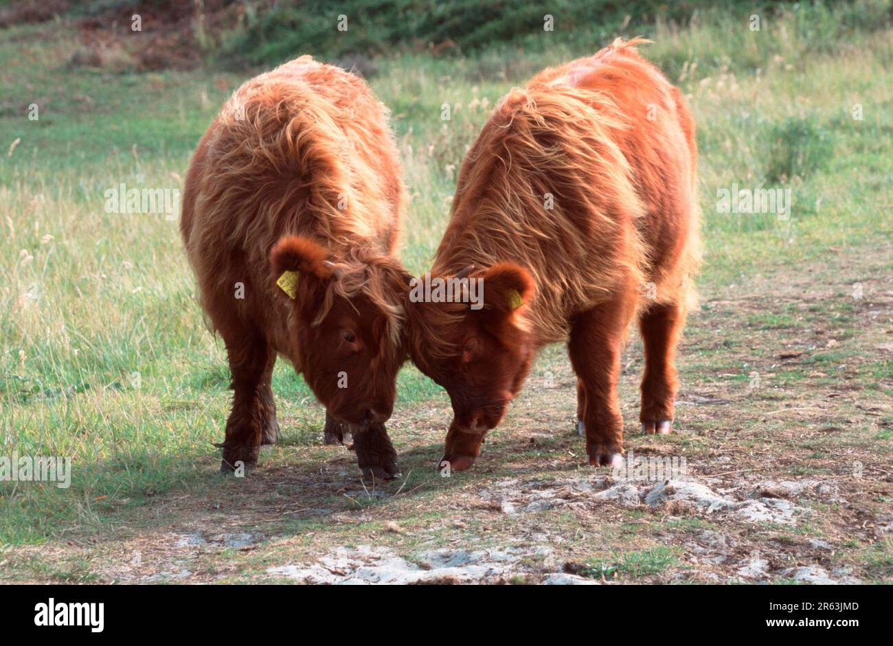 Scottish Highland Cattle, calves, fighting, Schottisches Hochlandrinder ...