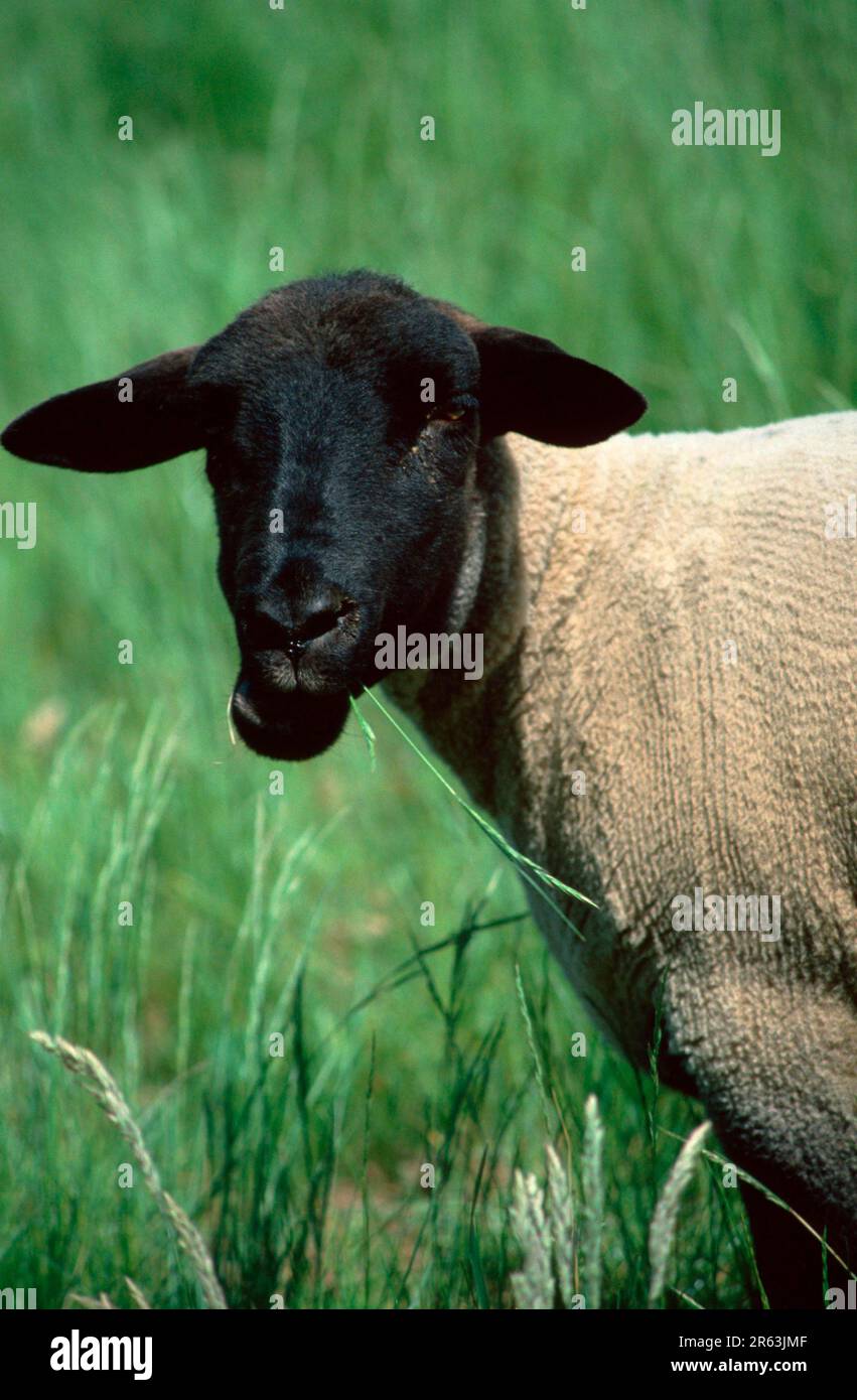 Sheep, mammals, mammals, domestic animal, farm animal, domestic, hoof ...