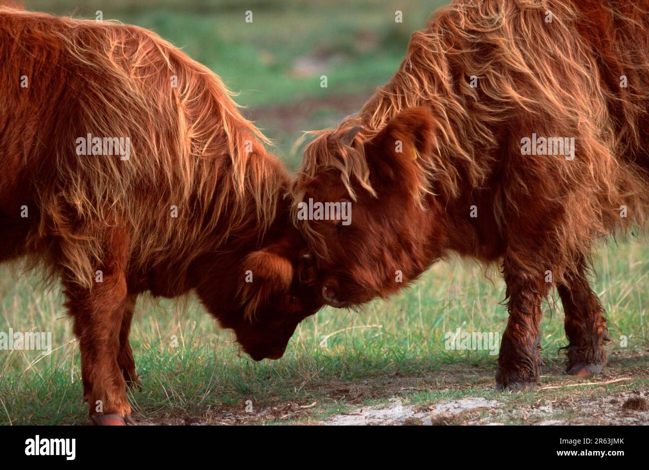 Scottish Highland Cattle, calves, fighting, Scottish Highland Cattle ...