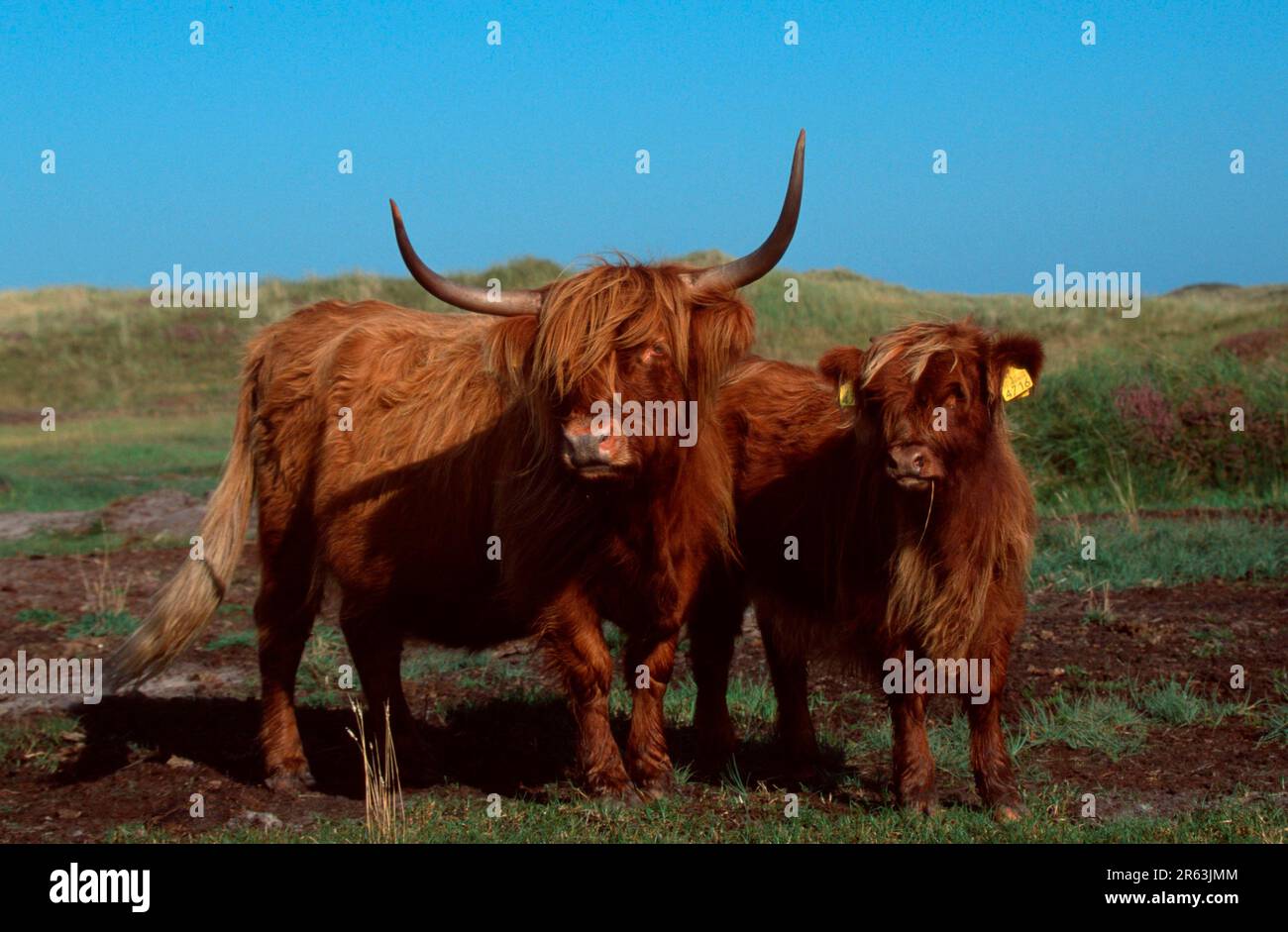 Scottish Highland Cattle, cow with calf (Scotland) (Scotland) (Europe ...