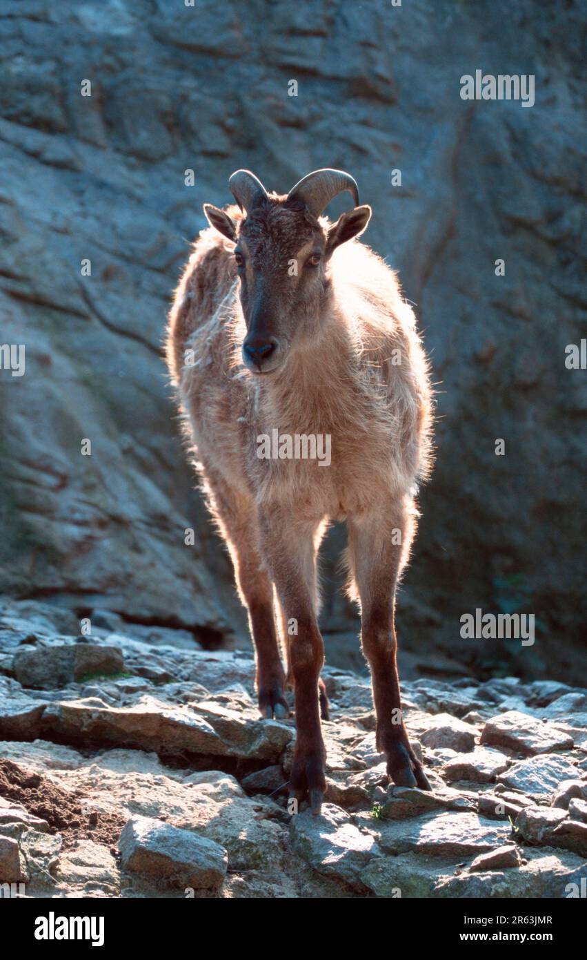 Himalaya-Thar, Weibchen (Hemitragus jemalahicus), Himalayan Thar ...