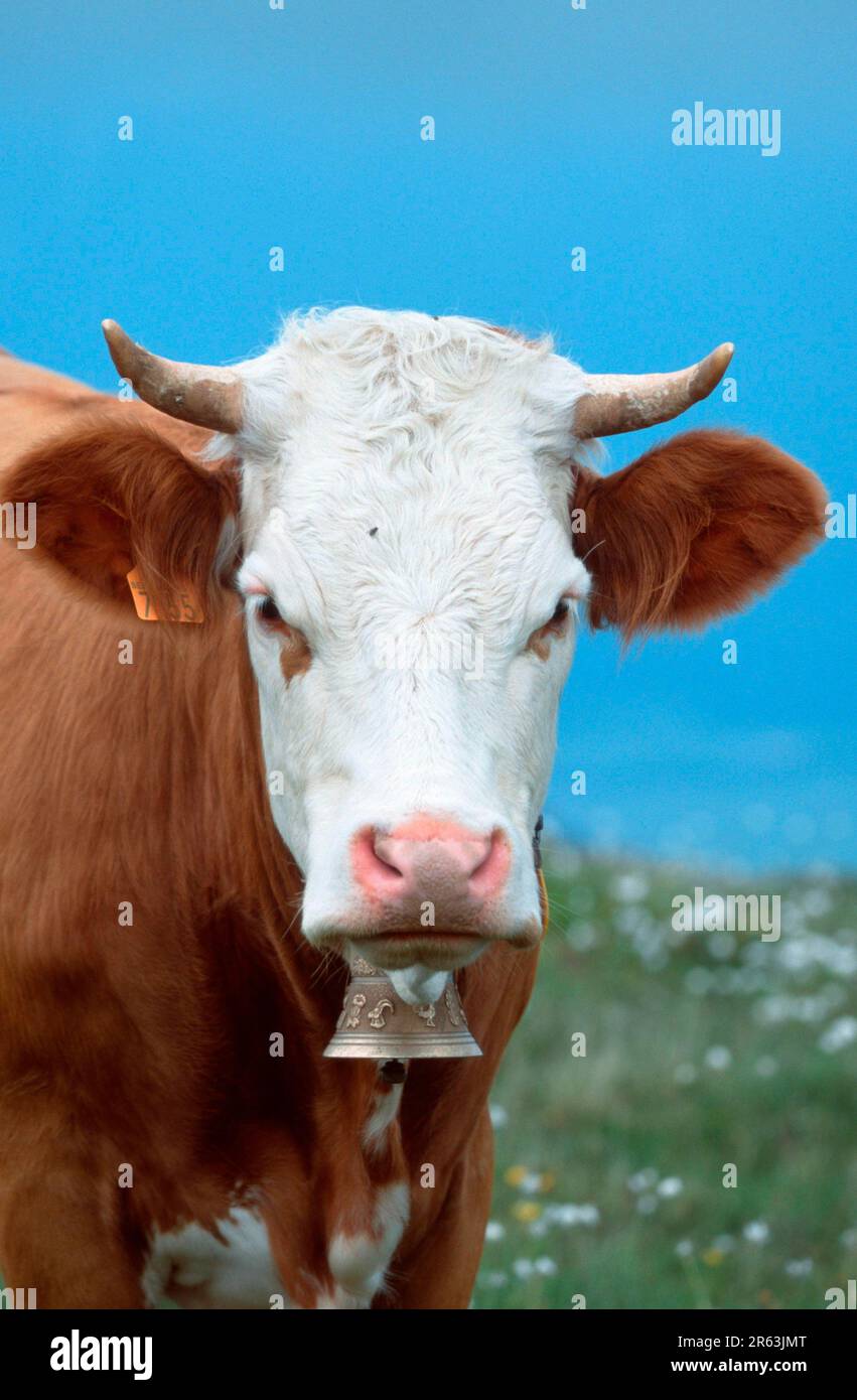Hausrind mit Kuhglocke, Schweiz, Cow with cowbell, Switzerland, [Saeugetiere, mammals, Haustier ...
